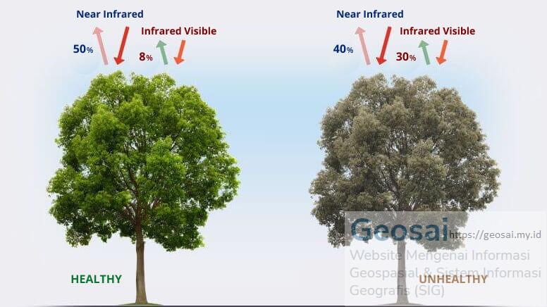 Mengunduh NDVI dengan Google Earth Engine (GEE) - Geosai